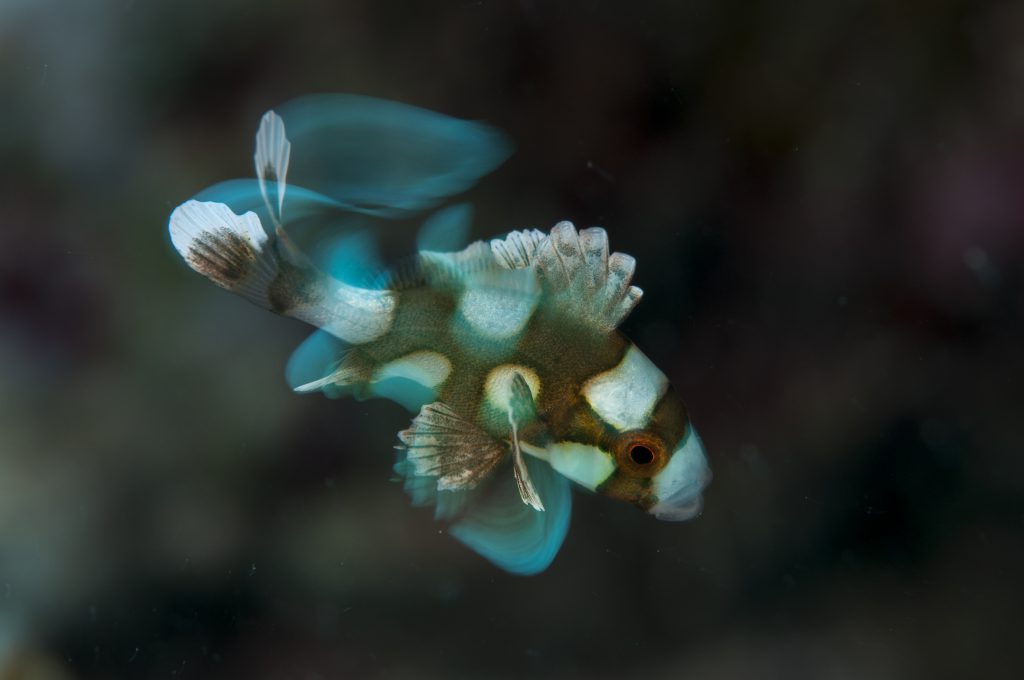 An Interview with Marine Photographer Umeed Mistry – Flyway