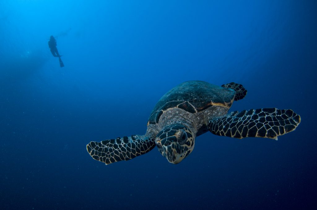 An Interview with Marine Photographer Umeed Mistry – Flyway