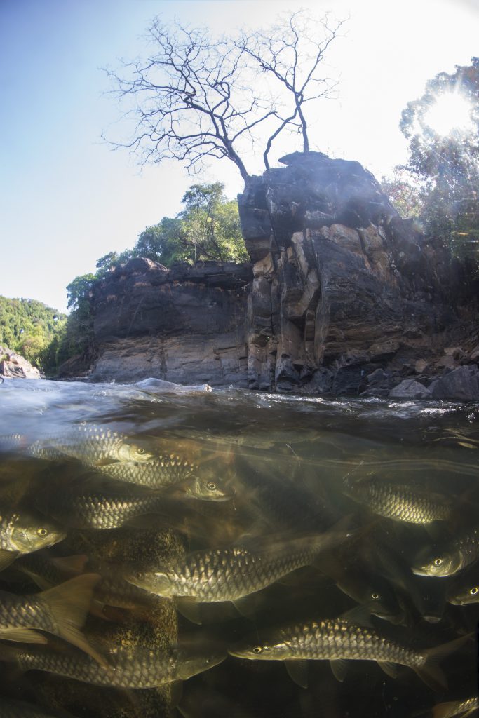 An Interview with Marine Photographer Umeed Mistry – Flyway
