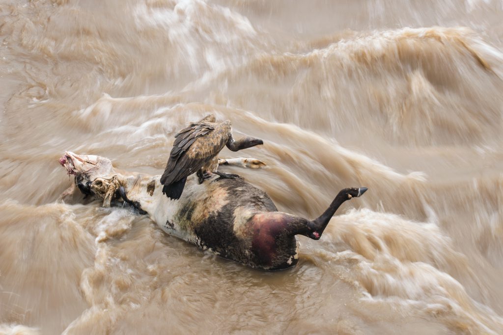 An Interview with Marine Photographer Umeed Mistry – Flyway
