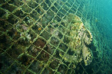 An Interview with Marine Photographer Umeed Mistry – Flyway