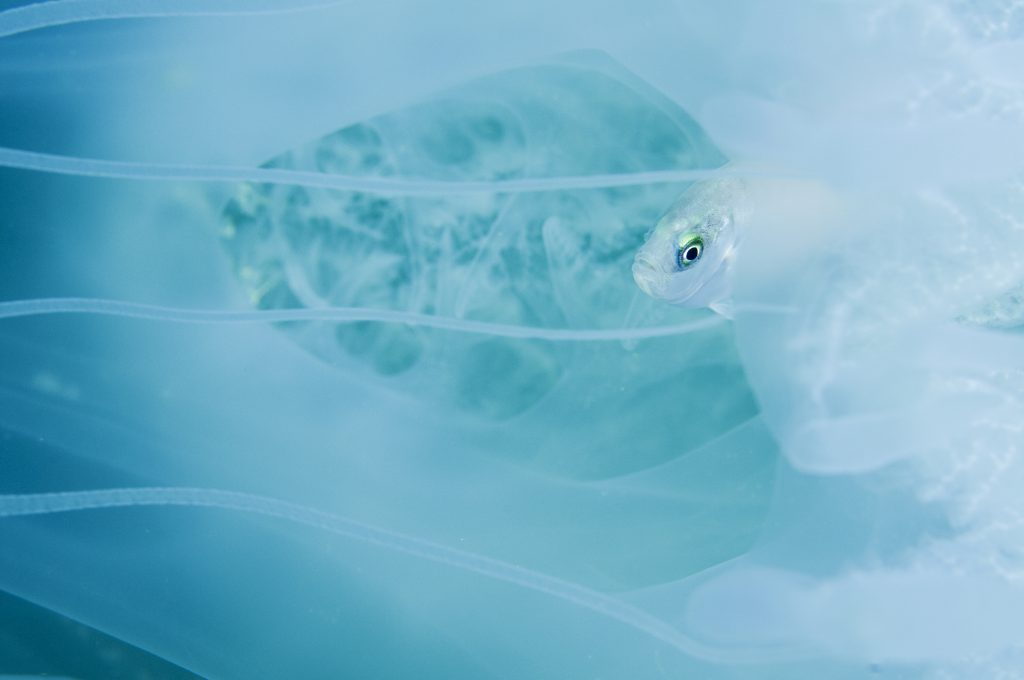 An Interview with Marine Photographer Umeed Mistry – Flyway