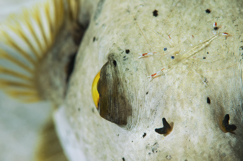 An Interview with Marine Photographer Umeed Mistry – Flyway