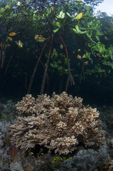 An Interview with Marine Photographer Umeed Mistry – Flyway